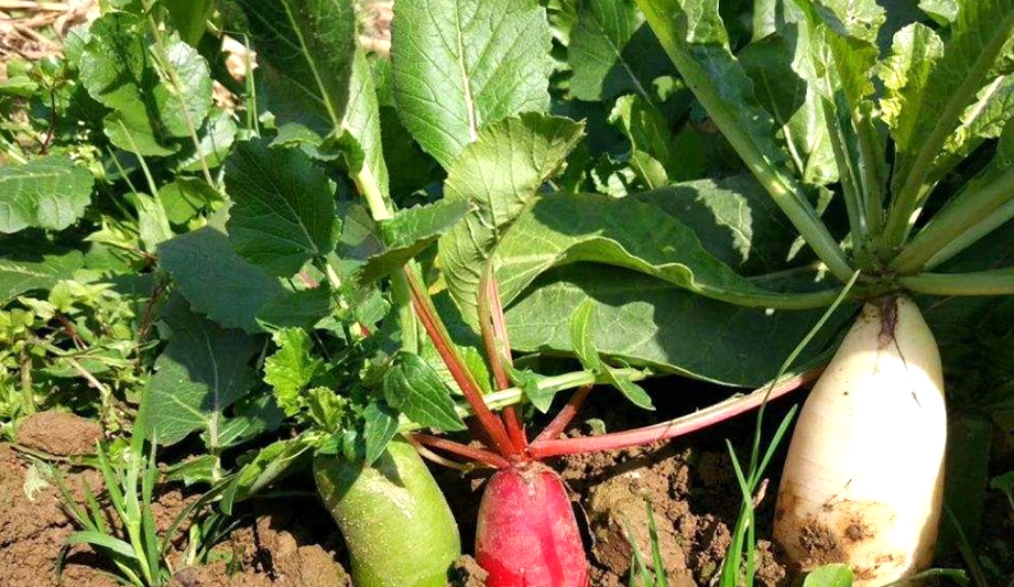 Loại rau được cho là tốt như “thần dược”, người giàu ăn, người nghèo ...